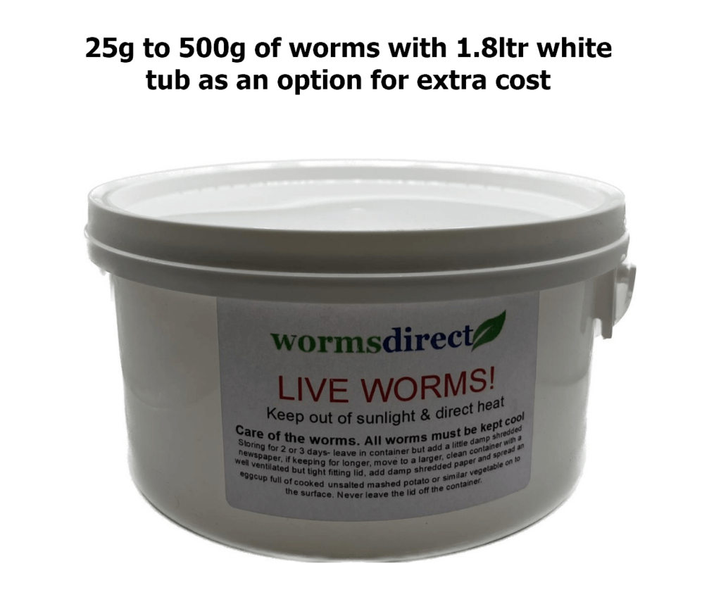 Medium Dendrobaena - Worms Direct