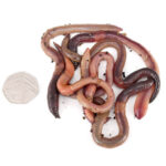 Loose Earthworms - Worms Direct
