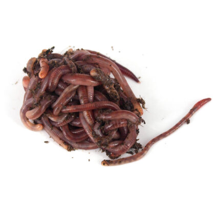 Mixed Earthworm Collection - Worms Direct