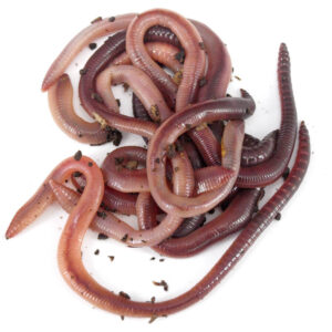 Worm Colonies - Worms Direct