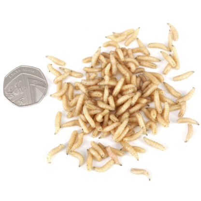 Fresh Maggot Casters - 1 Pint - Worms Direct