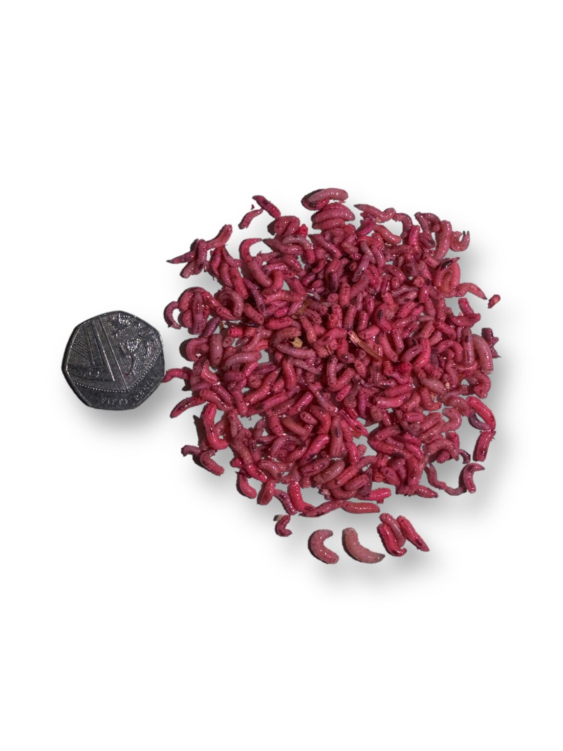 Fluro Pinkies - Worms Direct